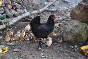 Wie die Maya heute leben: Wohnen – Medical Mission Network